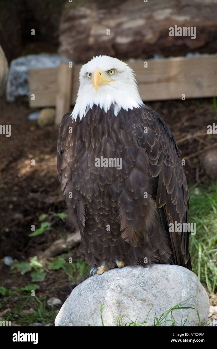 bald eagle sitting Stock Photo - Alamy