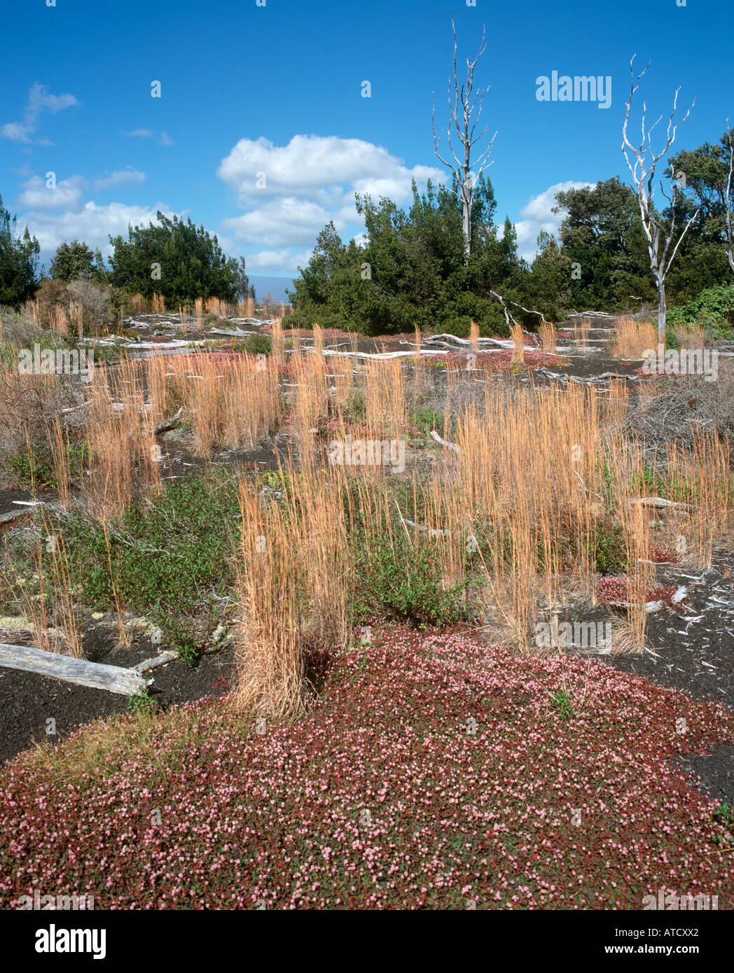 Devastation Trail, Volcanoes National Park, Big Island, Hawaii, USA ...