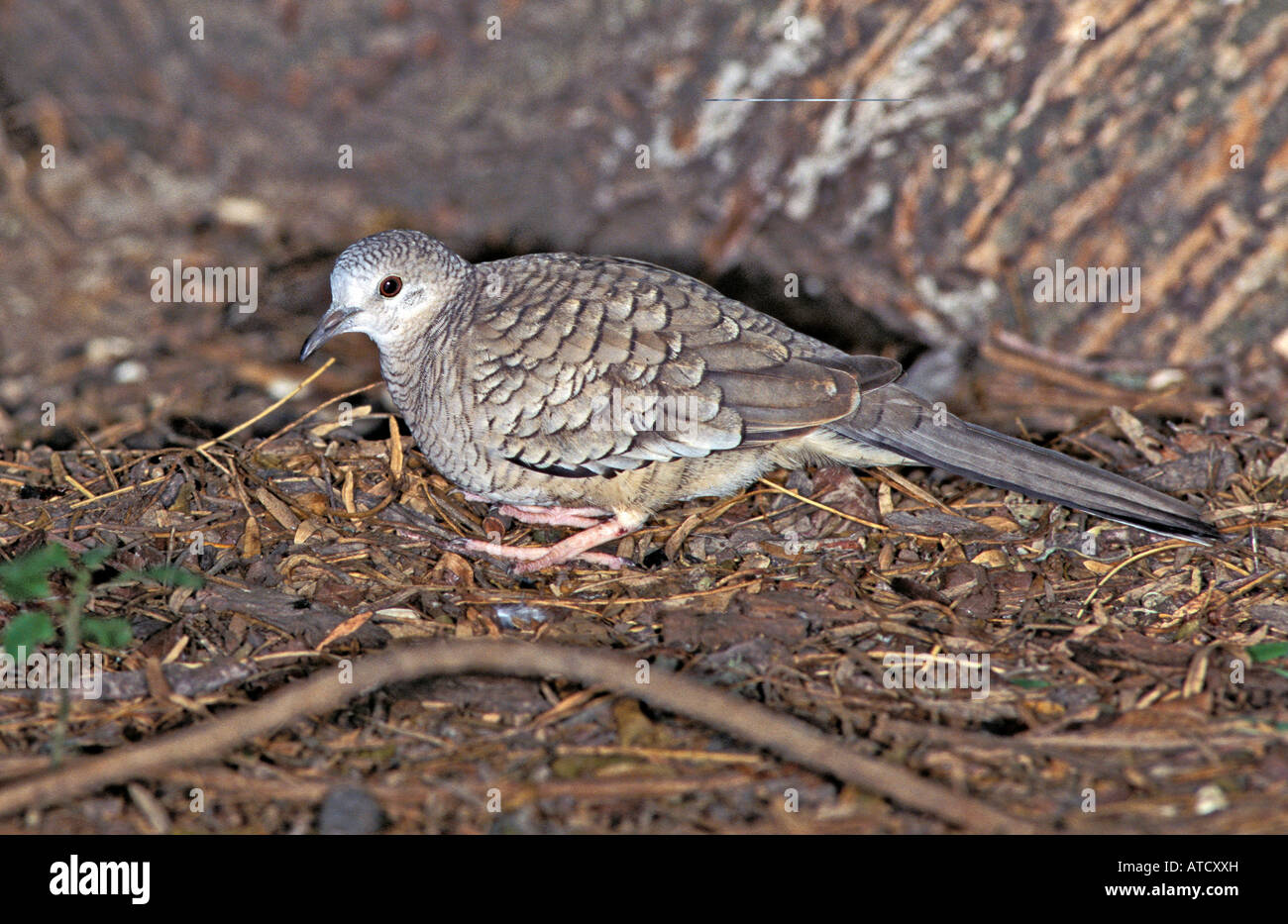 Inca dove texas hi-res stock photography and images - Alamy