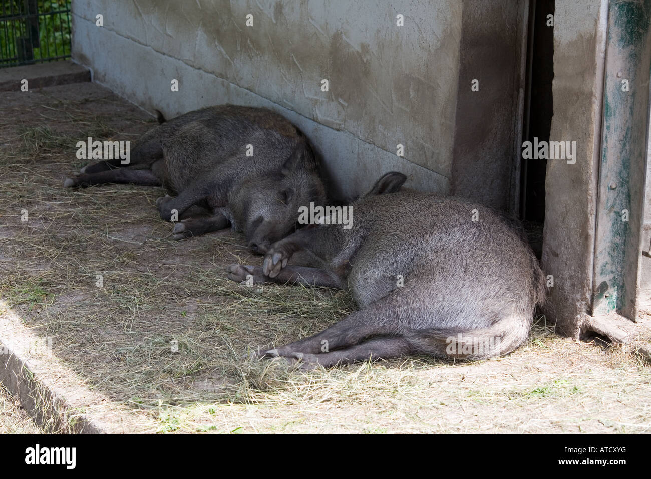 sleeping wild pigs Stock Photo - Alamy