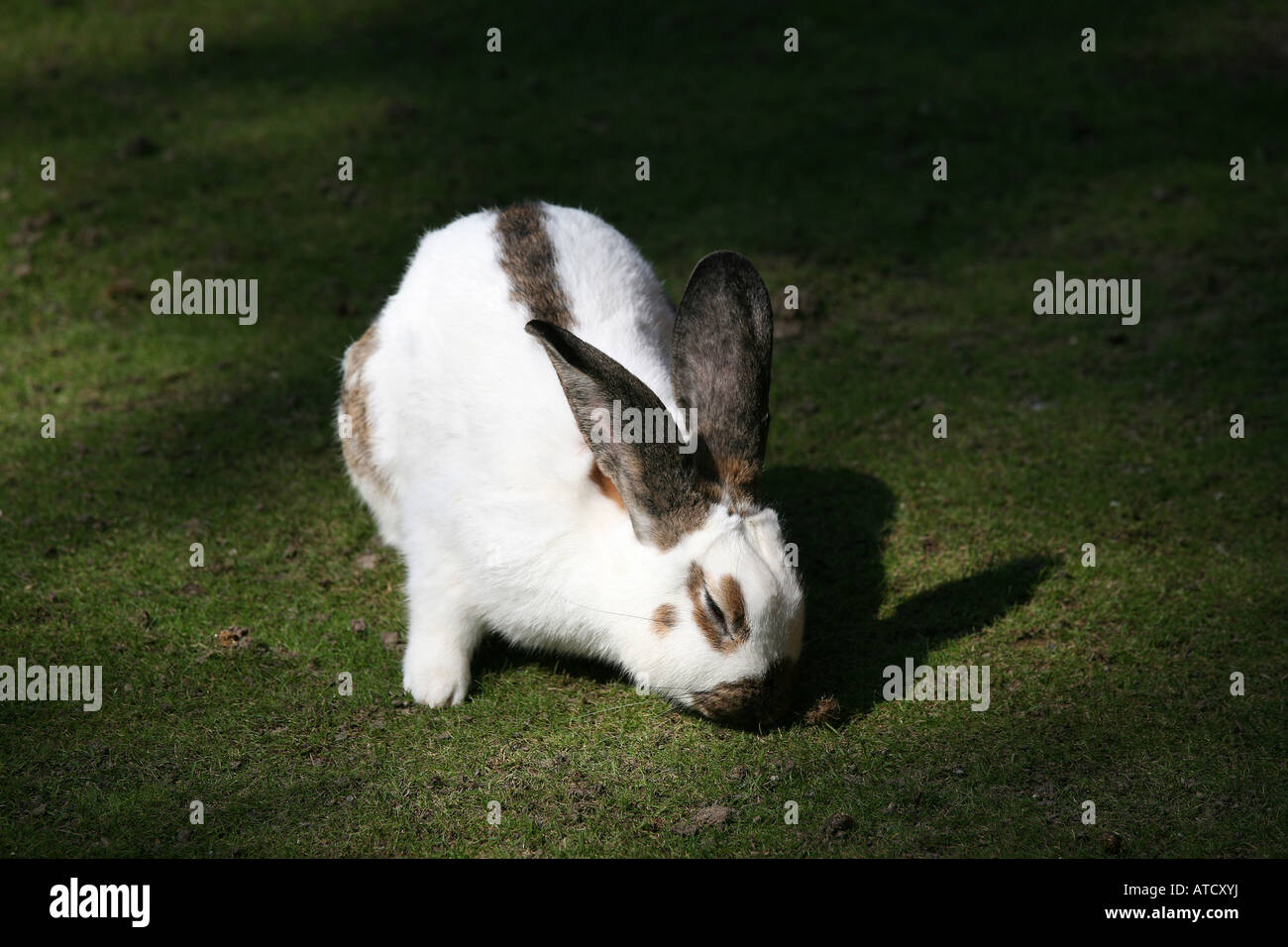 Rabbit hunting landscapes hi-res stock photography and images - Alamy