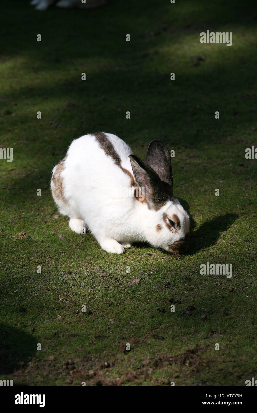 Rabbit on the meadow Stock Photo - Alamy