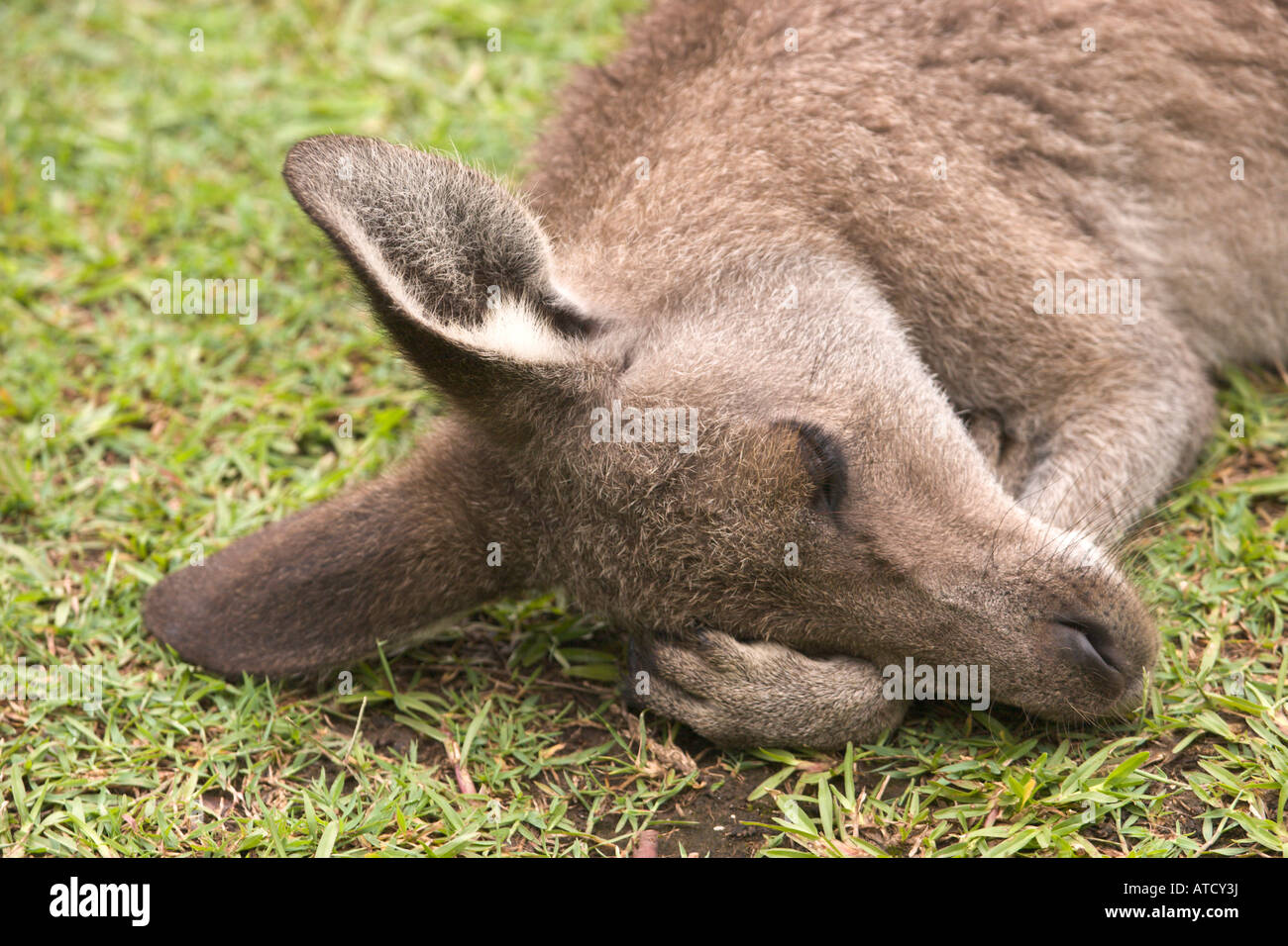 Roo sleeping hi-res stock photography and images - Alamy