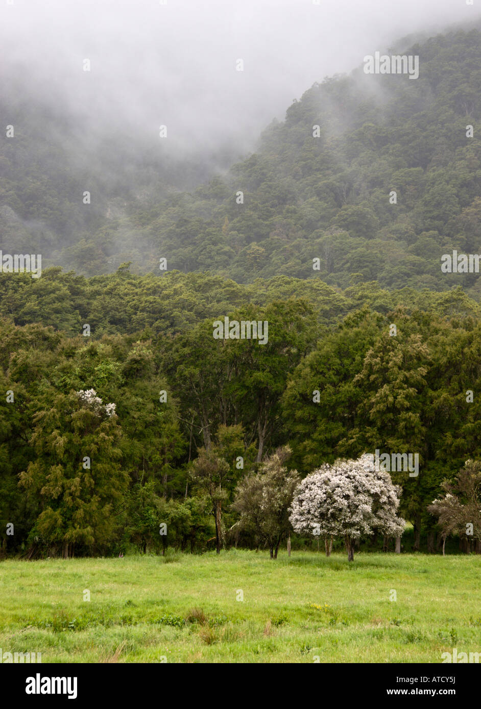 Lone white blossom tree in Haast Pass, South Island, New Zealand Stock ...