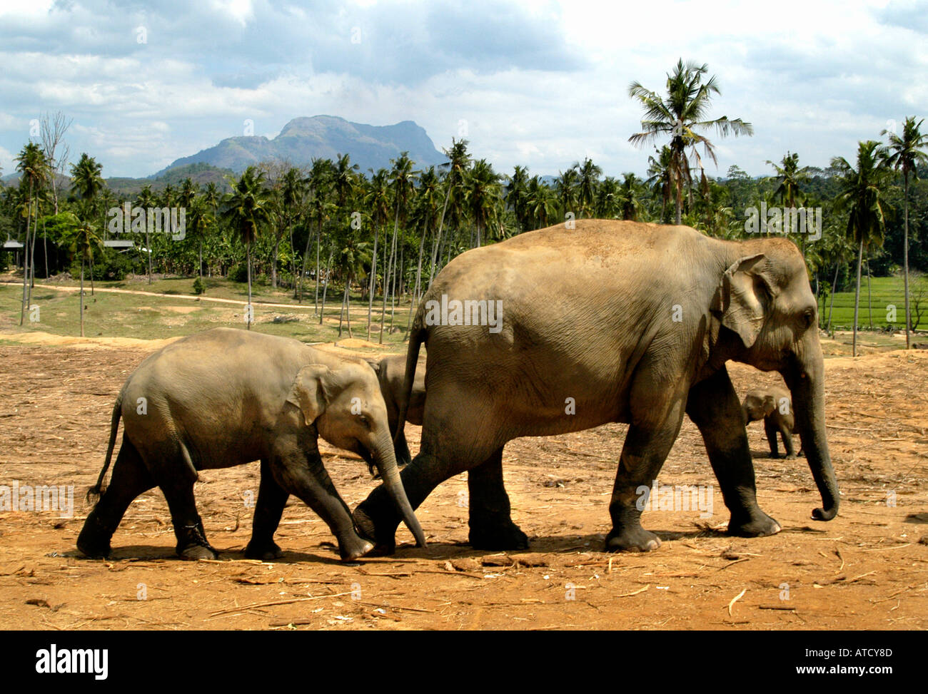 Kandy Elephants Elephant Ceylon Sri Lanka Stock Photo - Alamy