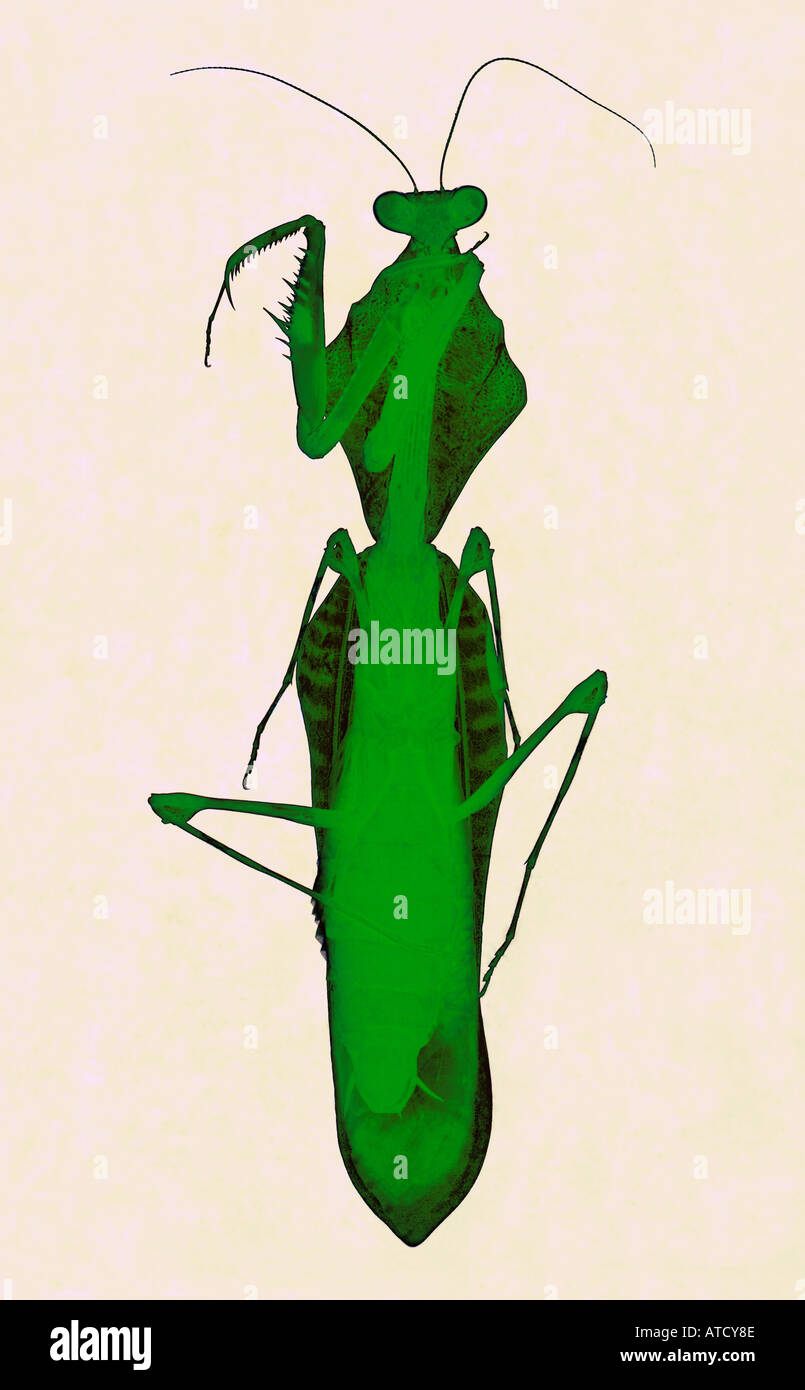Mantis with arms up hi-res stock photography and images - Alamy