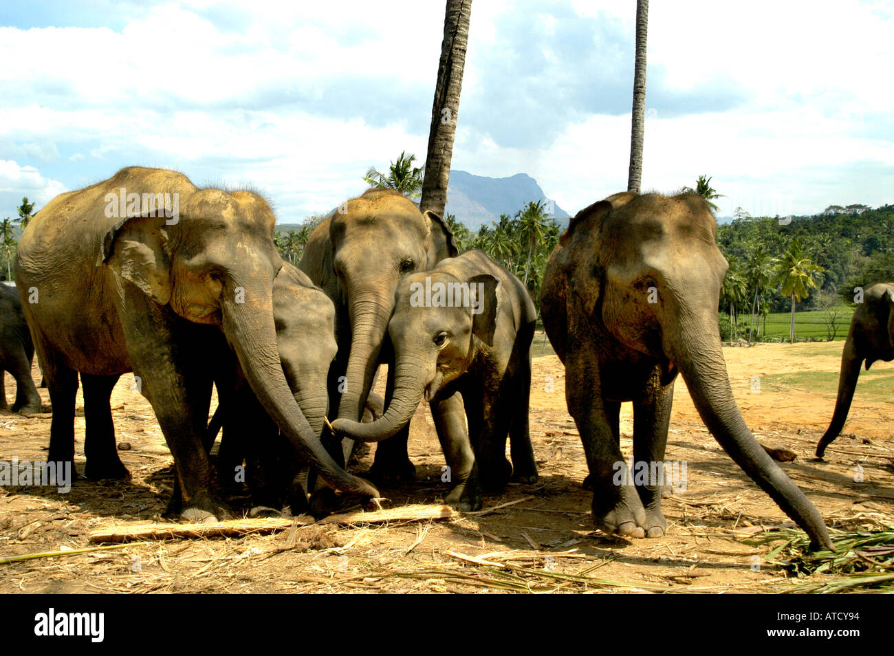 Kandy Elephants Elephant Ceylon Sri Lanka Stock Photo - Alamy