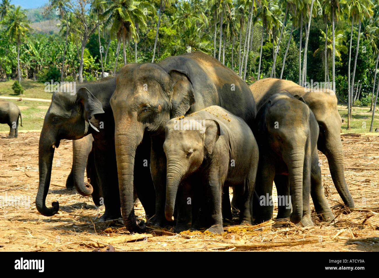 Kandy Elephants Elephant Ceylon Sri Lanka Stock Photo - Alamy