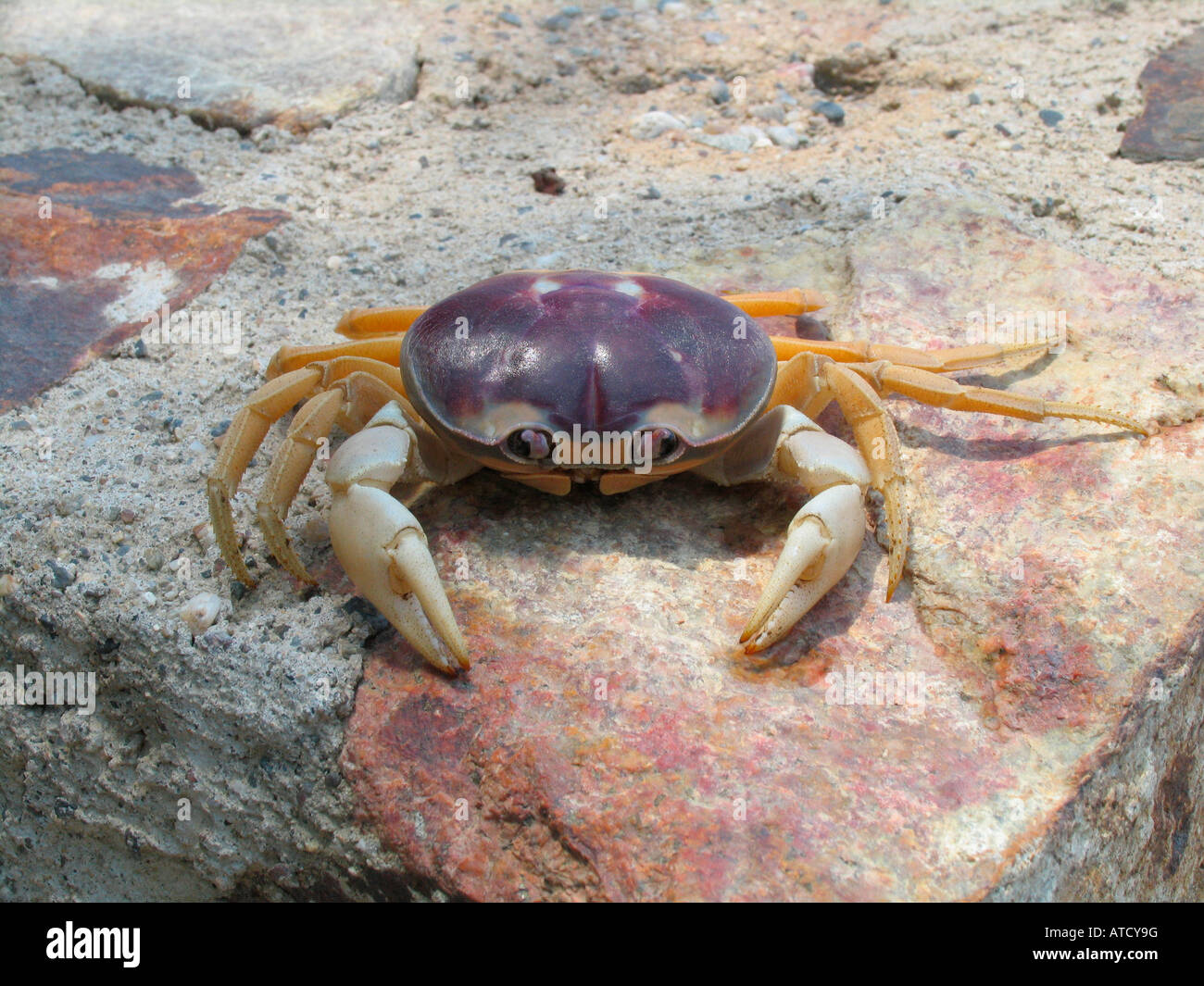 Colorful Crab