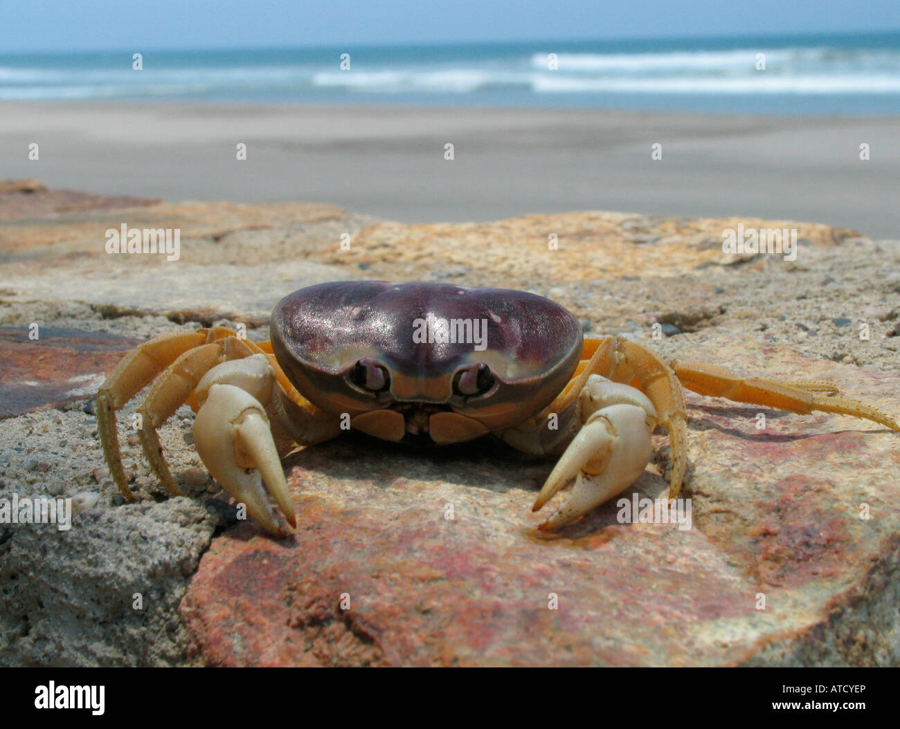 Colorful Sea Crab Resting on a Natural Rock Seaside Landscape Pacific ...