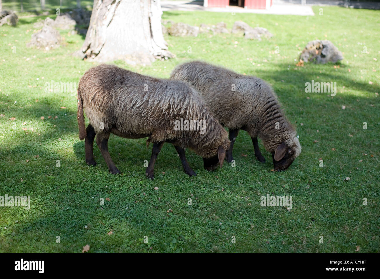Two sheep grazing Stock Photo - Alamy