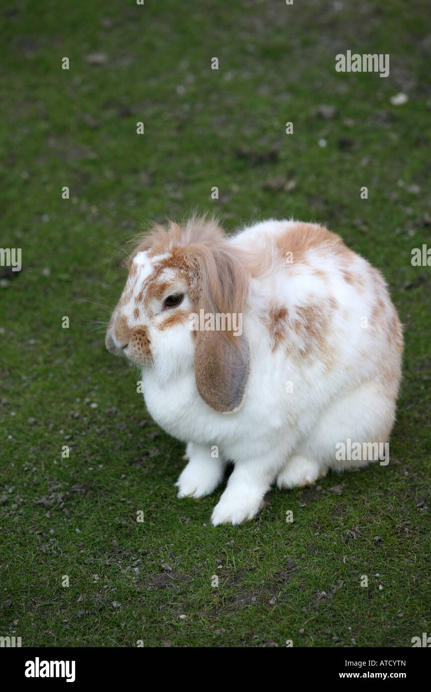 Rabbit hunting landscapes hi-res stock photography and images - Alamy
