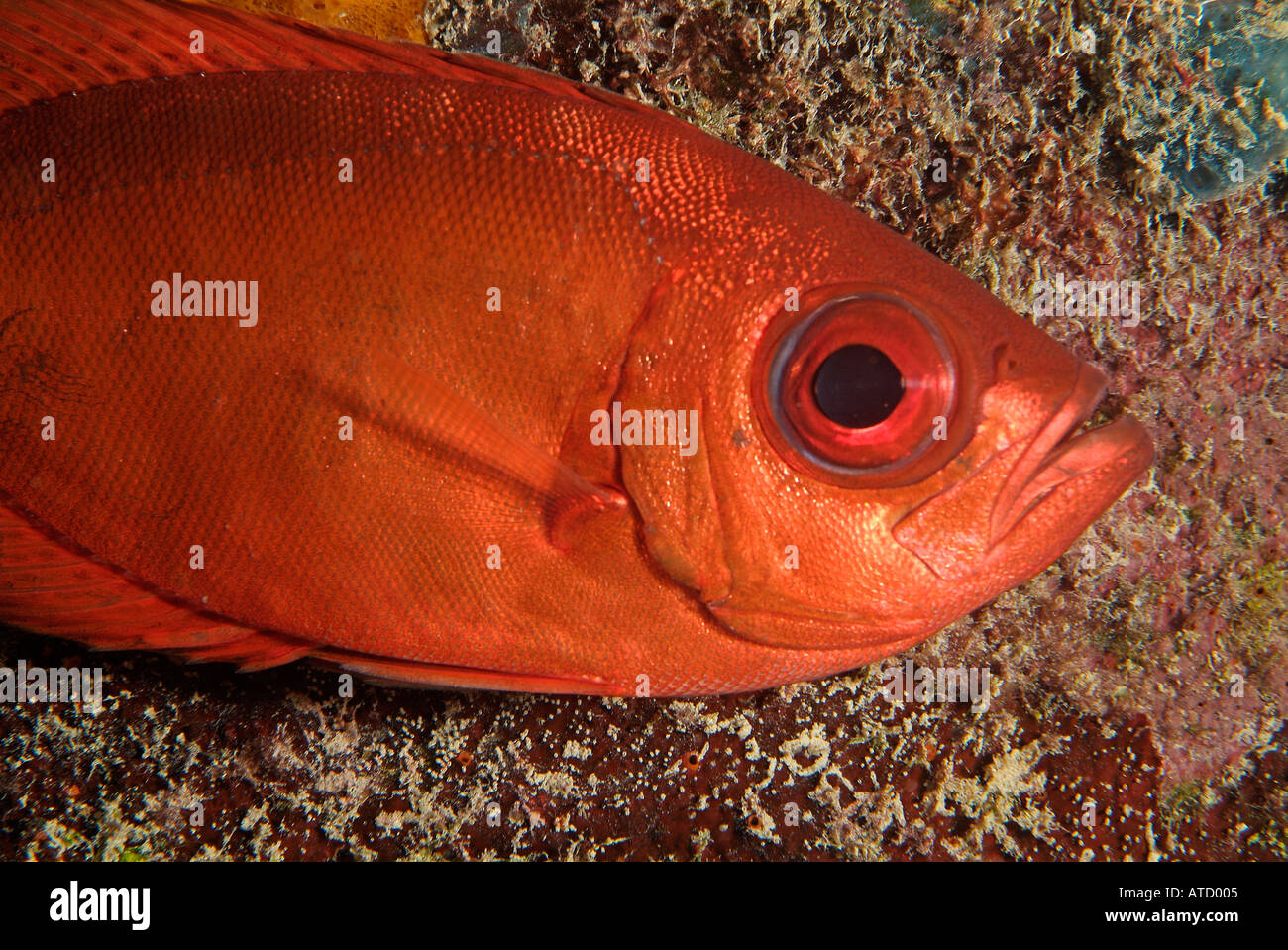 Bigeye fish, off Bimini Island, Bahamas Stock Photo - Alamy