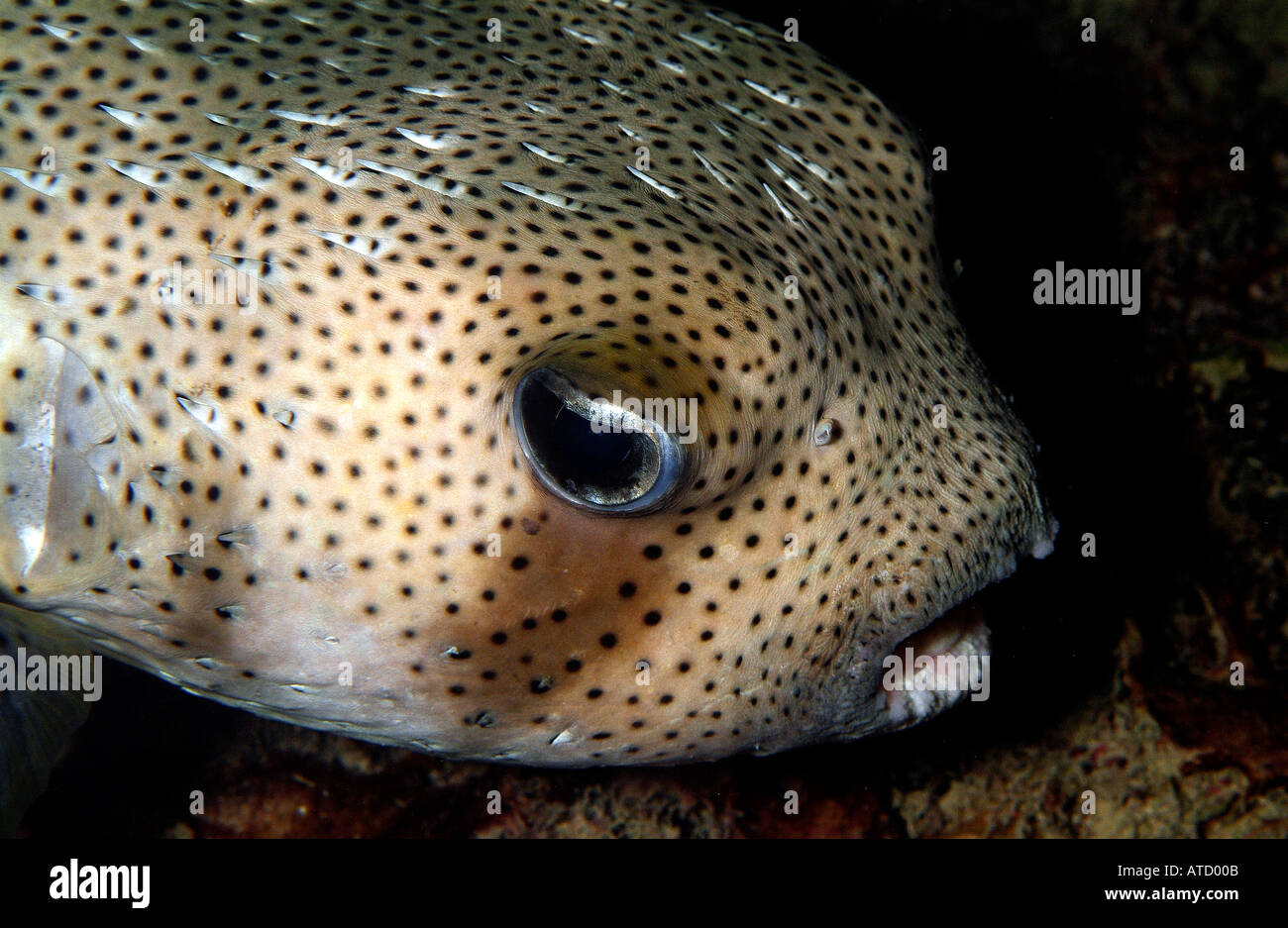Spiny puffer fish hi-res stock photography and images - Alamy