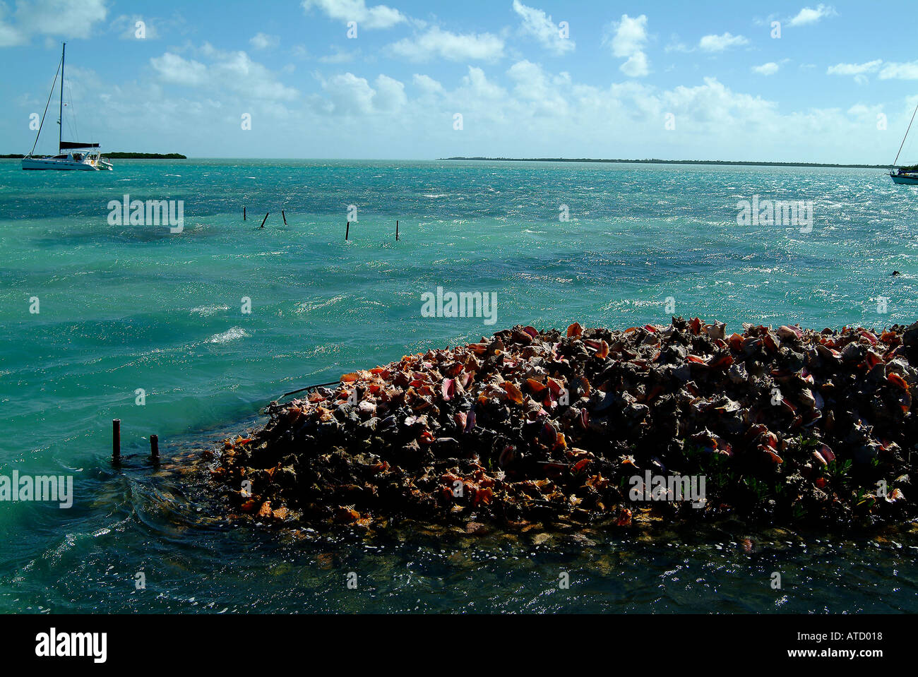 Heap of conch shells on a beach in Bimini Island Stock Photo - Alamy