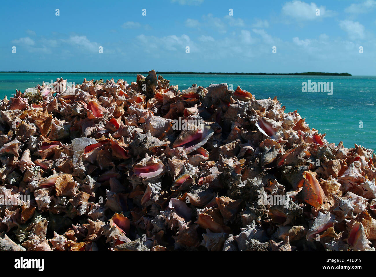 Heap of conch shells on a beach in Bimini Island Stock Photo - Alamy
