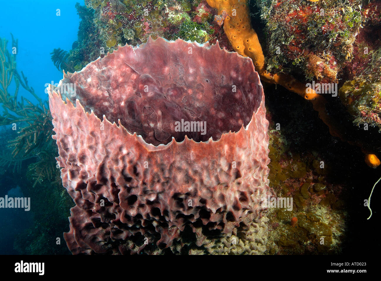 Giant barrel sponge, off Bimini Island, Bahamas Stock Photo - Alamy