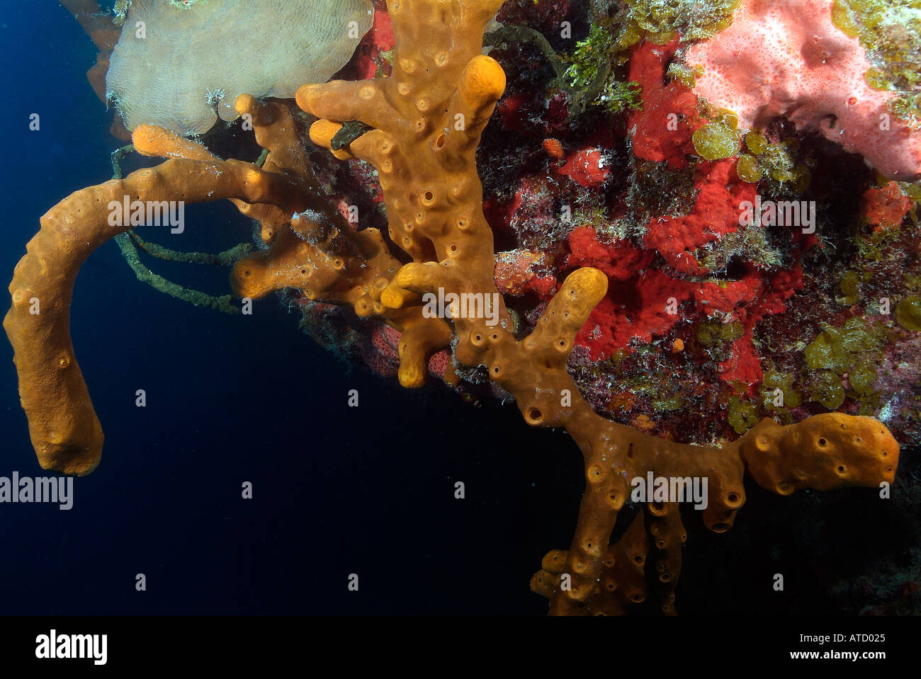 Brown clustered tube sponge, off Bimini Island, Bahamas Stock Photo - Alamy