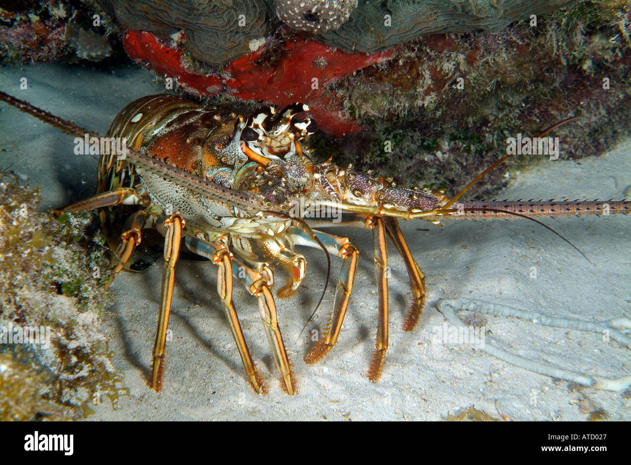 Caribbean spiny lobster, off Bimini Island, Bahamas Stock Photo - Alamy