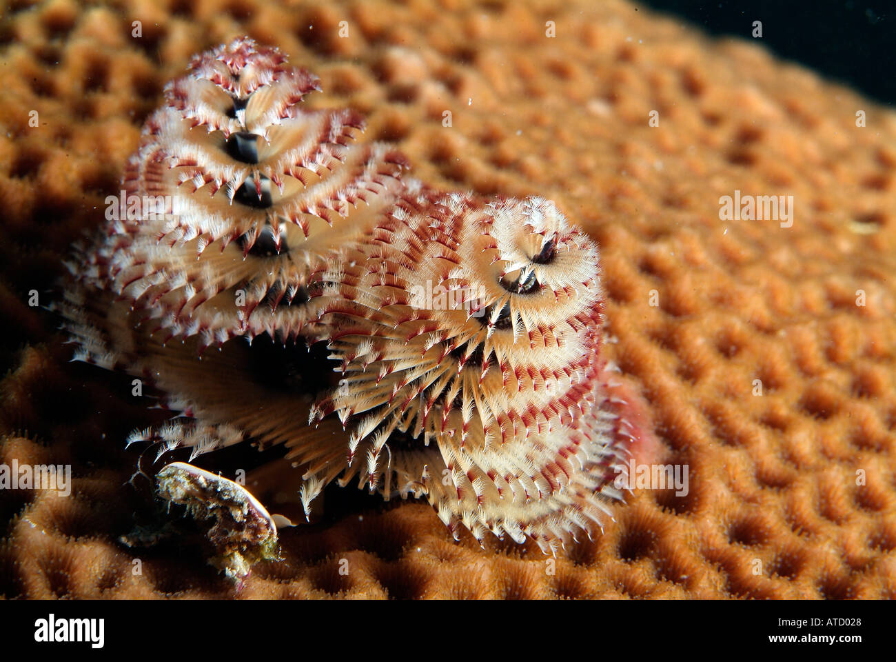 Bahamas christmas tree hi-res stock photography and images - Alamy