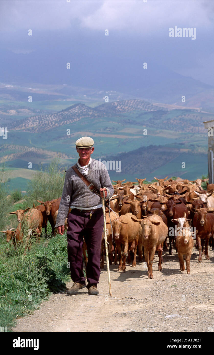 Goat herder leading herd of goats Andalucia Spain Stock Photo - Alamy