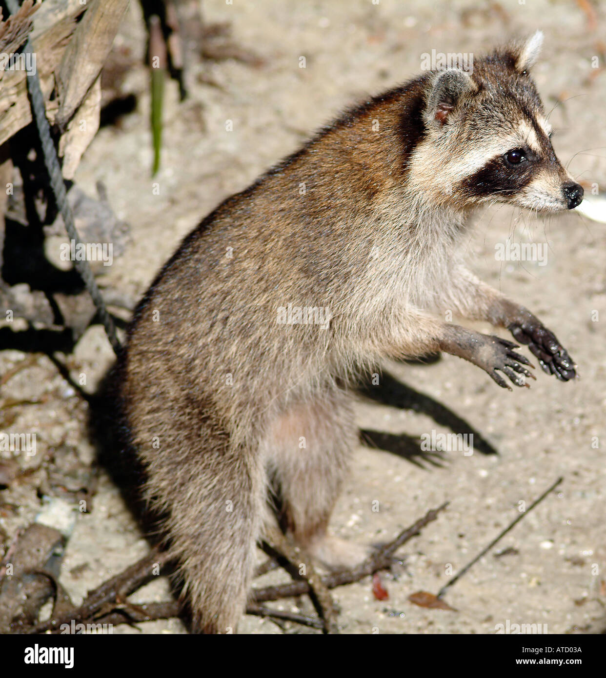 Usa florida everglades raccoon hi-res stock photography and images - Alamy