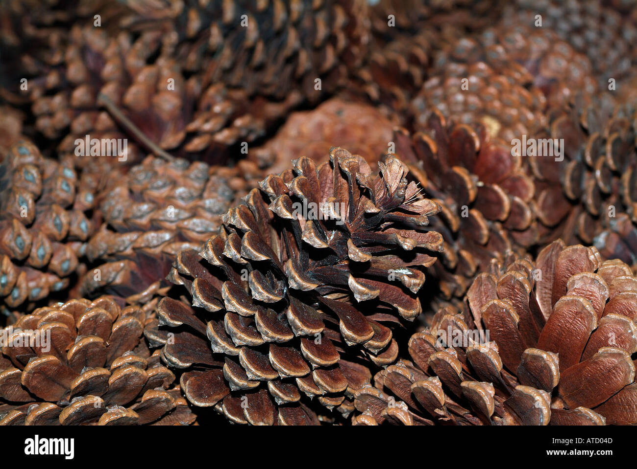 Fir cones hi-res stock photography and images - Alamy