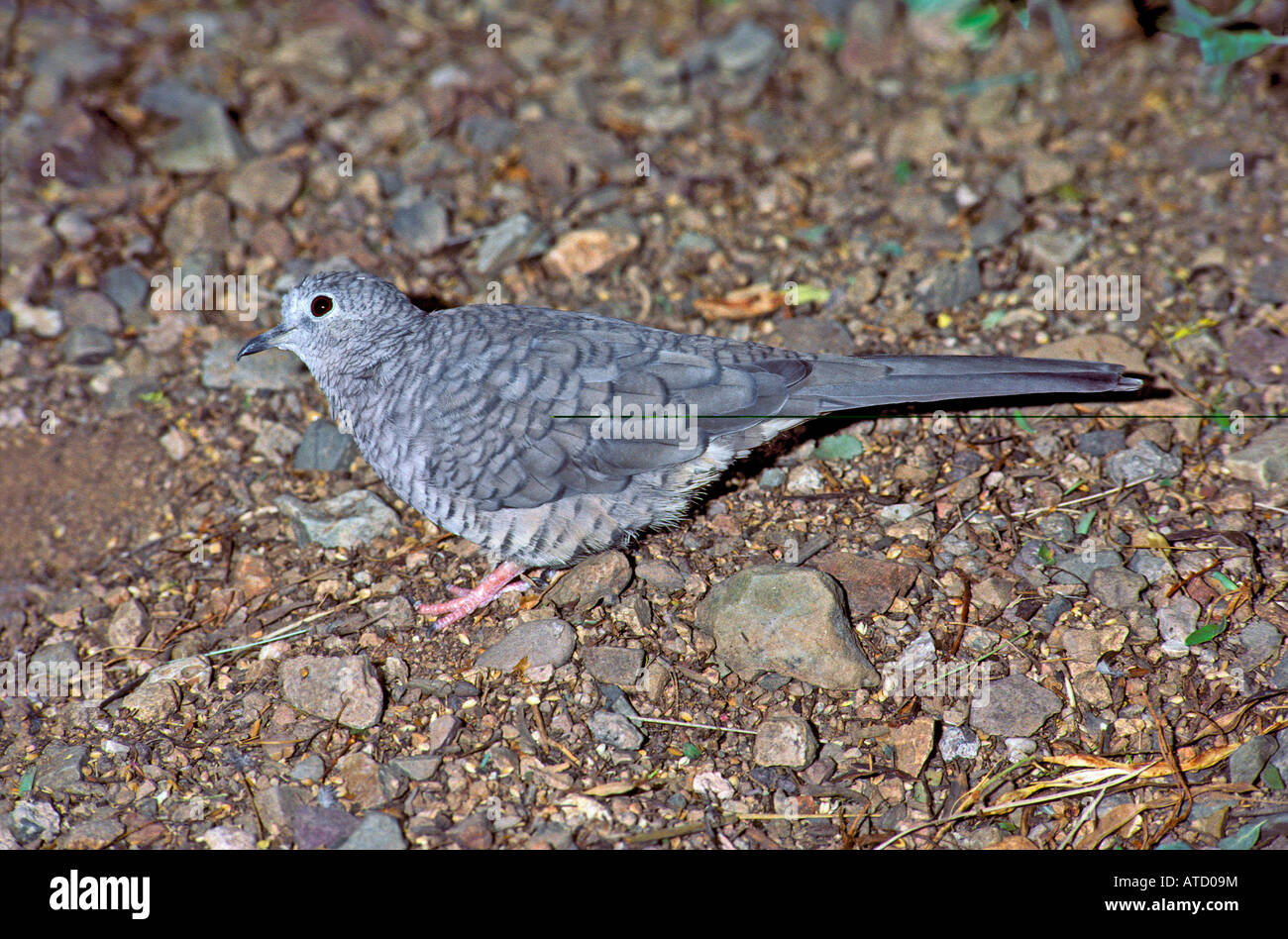 Inca bird hi-res stock photography and images - Alamy