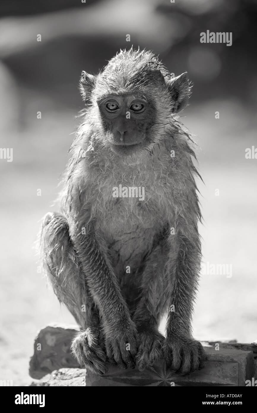 Scared monkey hi-res stock photography and images - Alamy