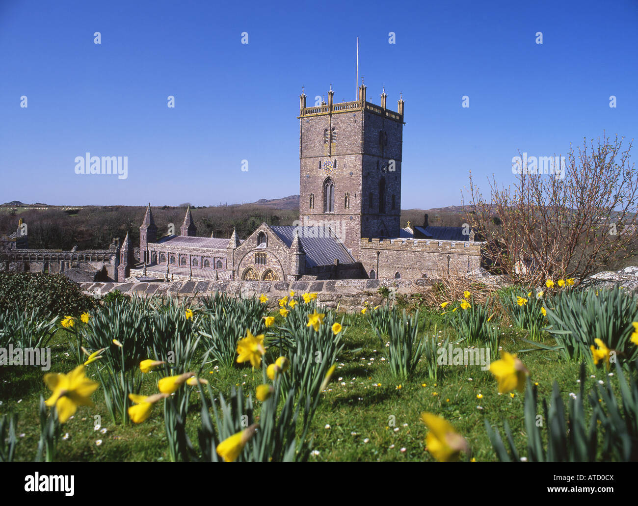 St David's Cathedral in springtime with daffodils in foreground St ...