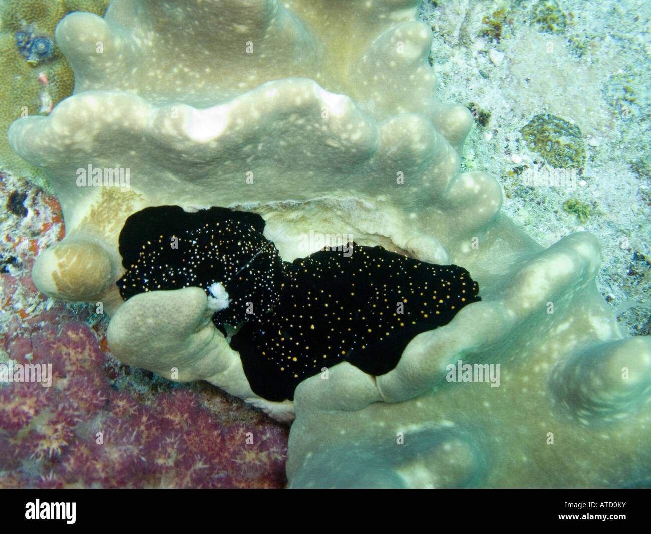 Cowry Shell High Resolution Stock Photography and Images - Alamy