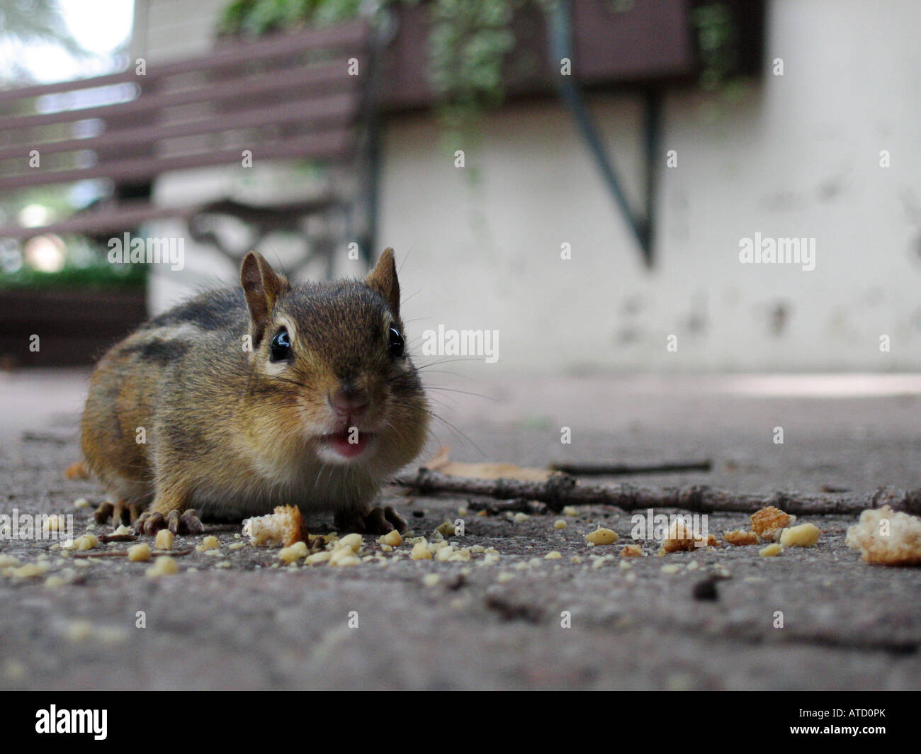 Chipmunk hi-res stock photography and images - Alamy