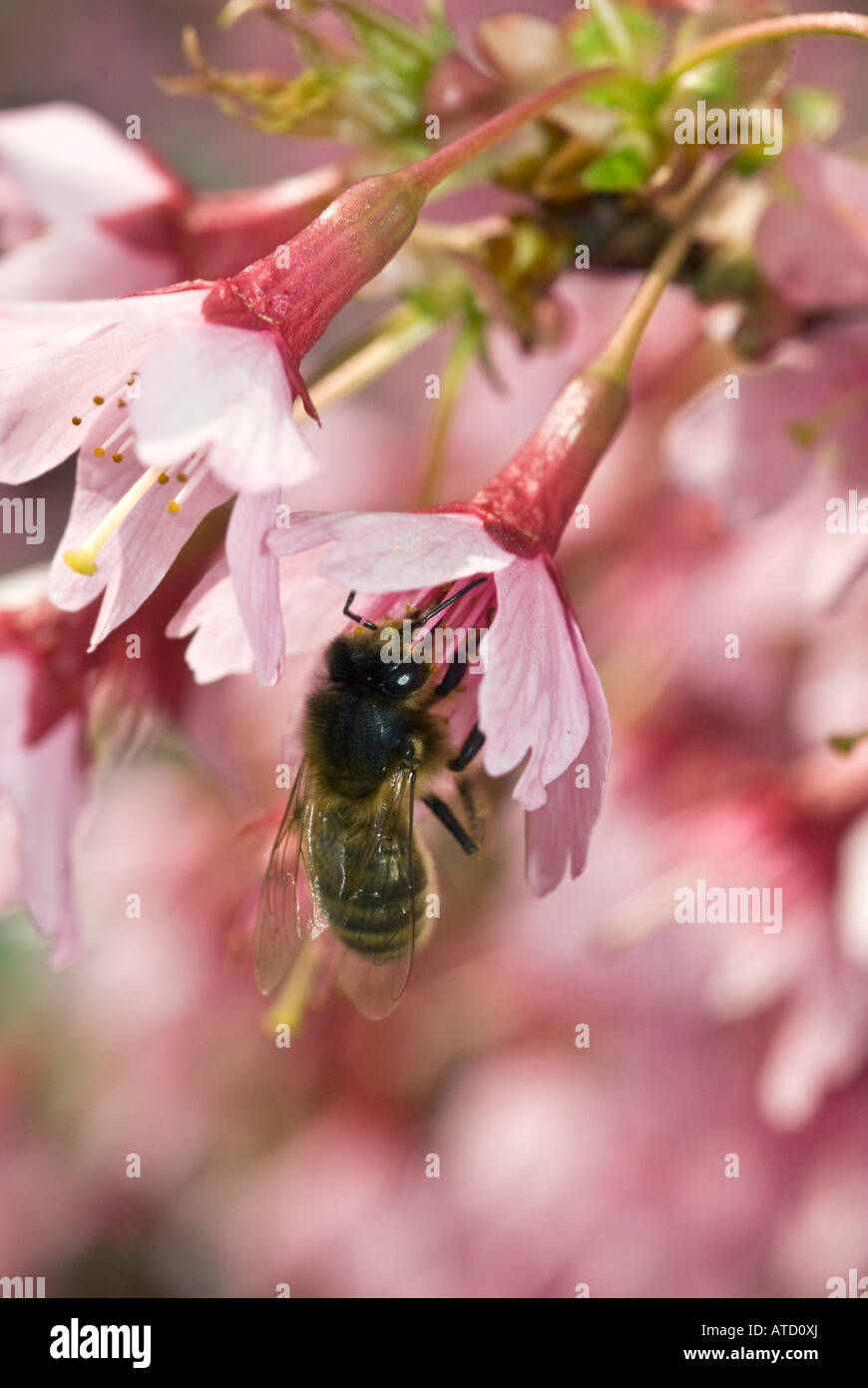 Ornamental Cherry Prunus Okame Bee Apis Mellifera Stock Photo - Alamy