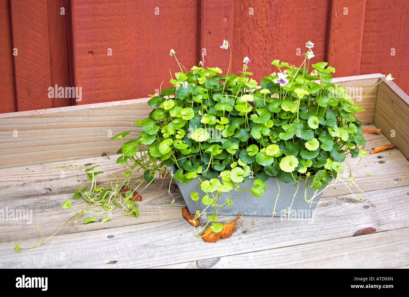 Galvanized zinc pot with round leaf plant Stock Photo - Alamy