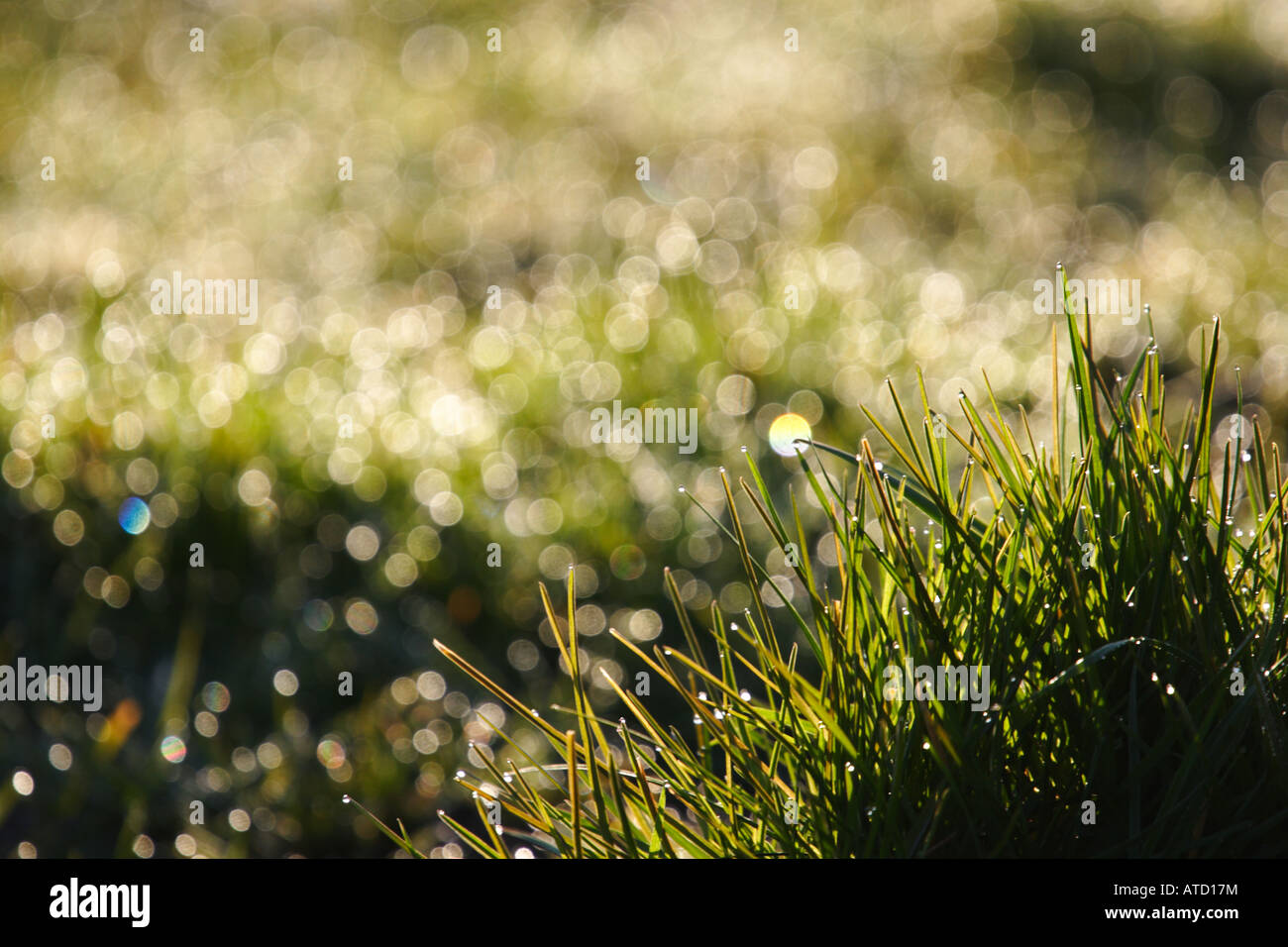 Dewdrops Sparkling In The Early Morning Sun Stock Photo - Alamy