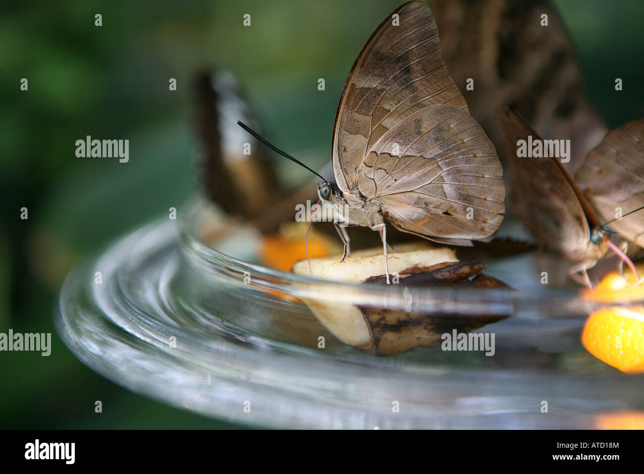 Butterflies on fruits Stock Photo - Alamy
