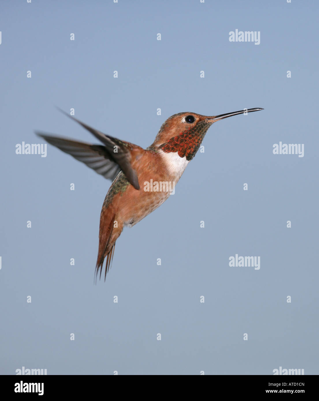 Allen's hummingbird in flight with wings back and blue sky Stock Photo ...