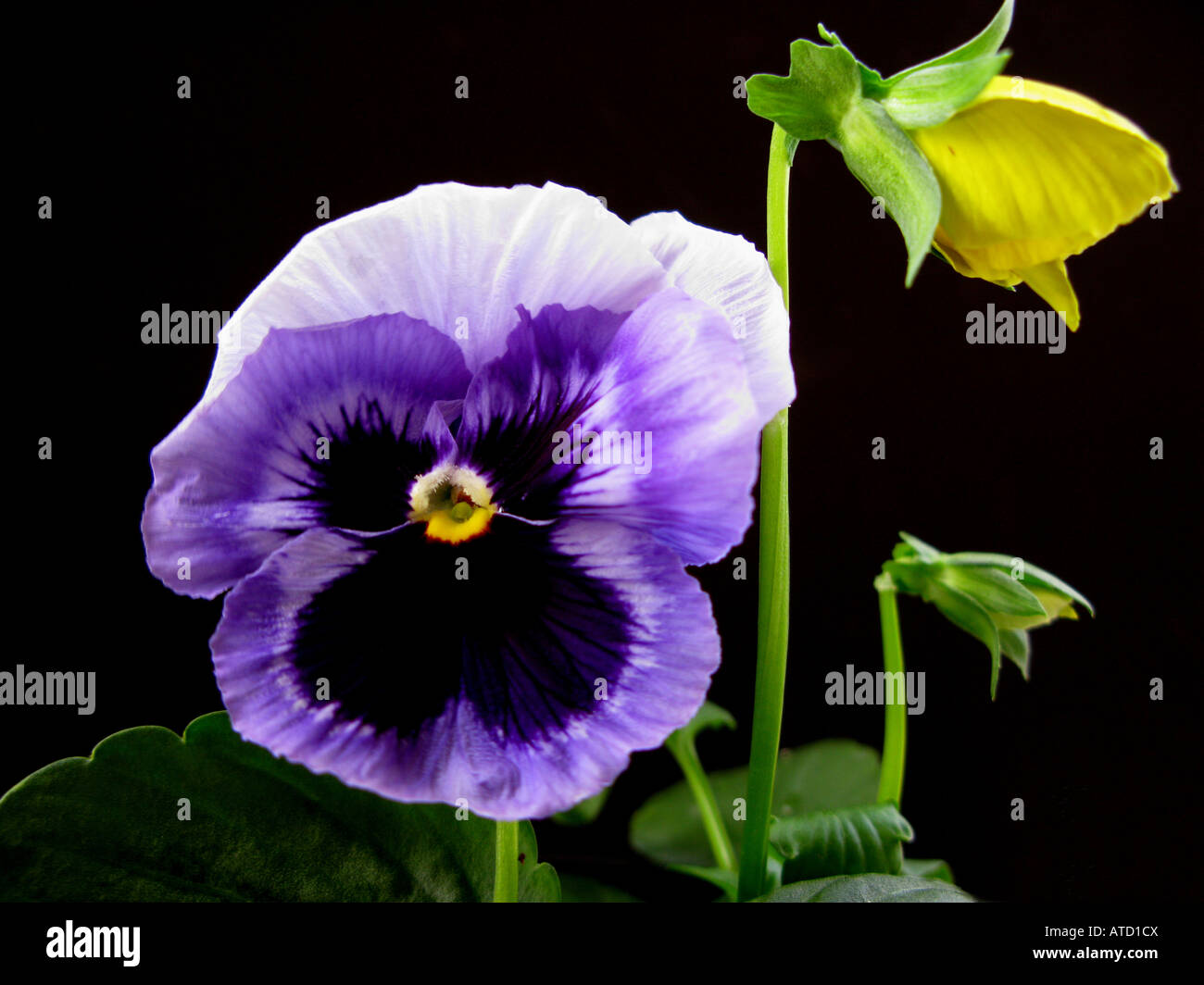Heartsease (Viola tricolor) closeup Stock Photo - Alamy