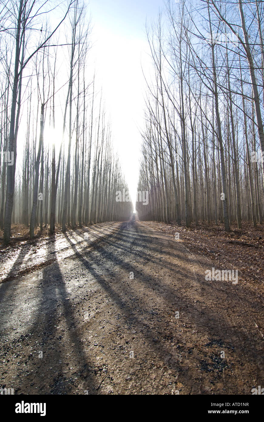 Trees in winter await the coming of spring to grow a new batch of ...