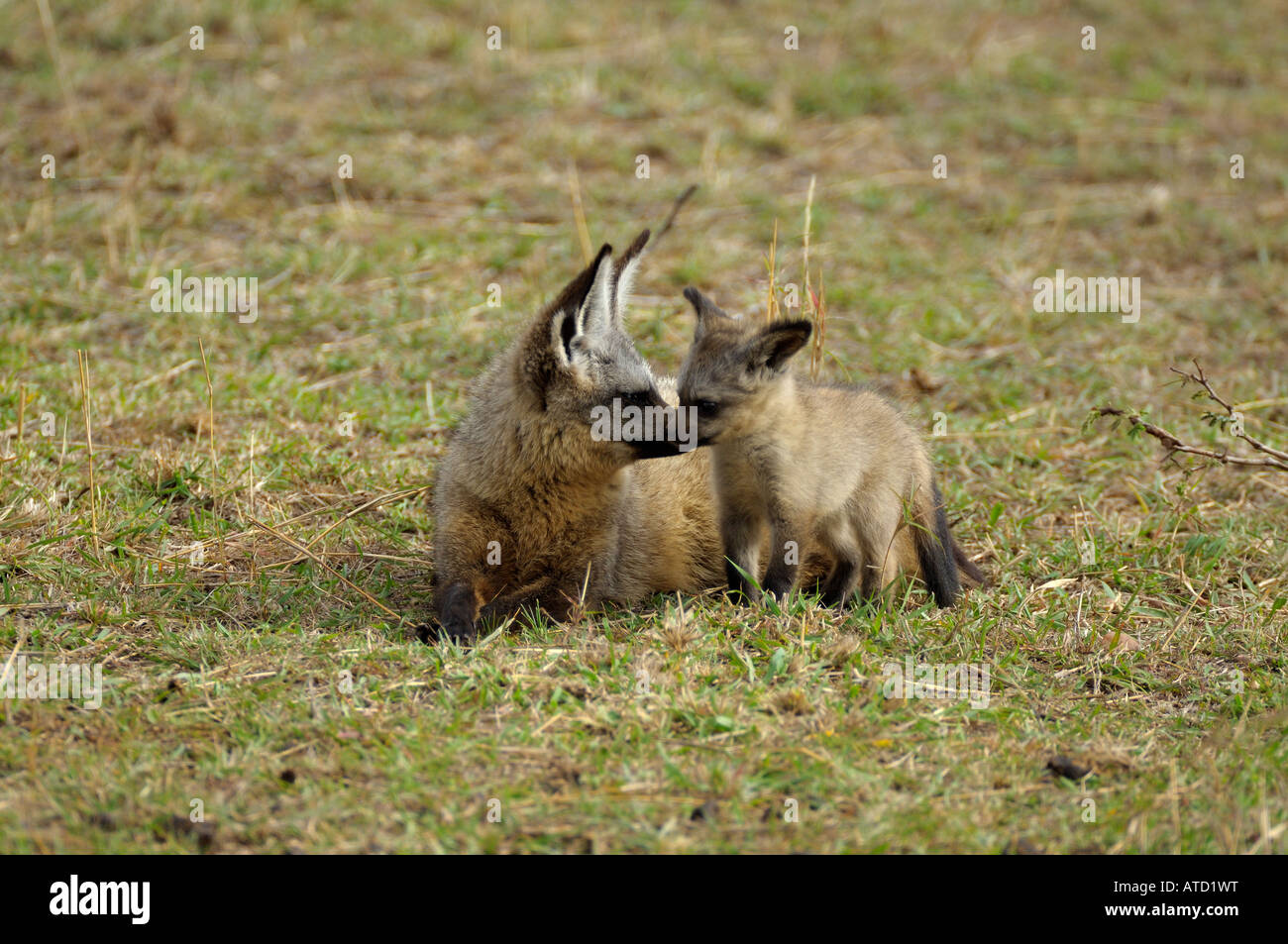 Bat eared fox cubs hi-res stock photography and images - Alamy