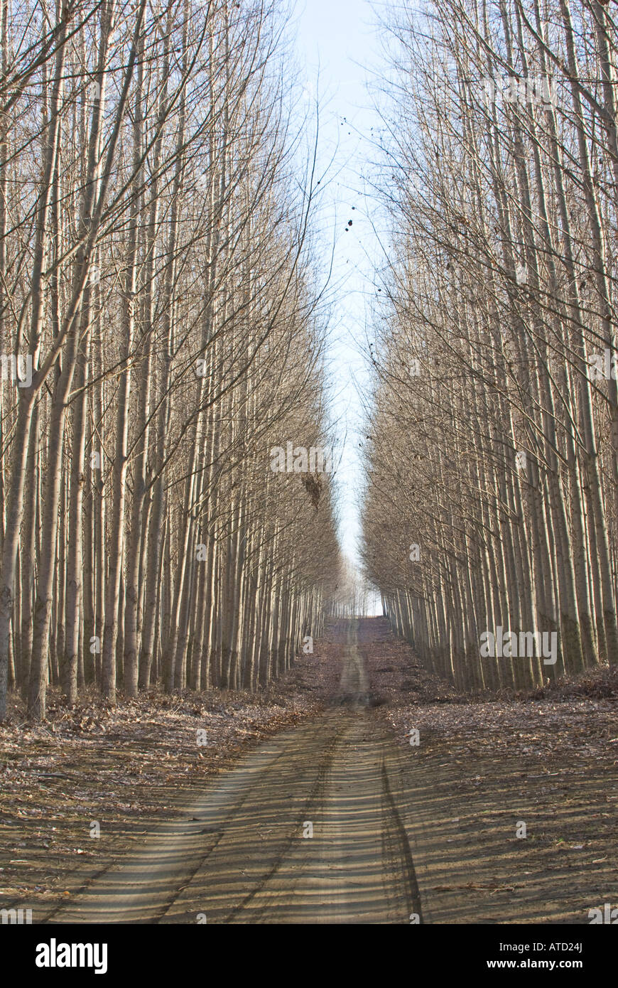 Trees in winter await the coming of spring to grow a new batch of ...