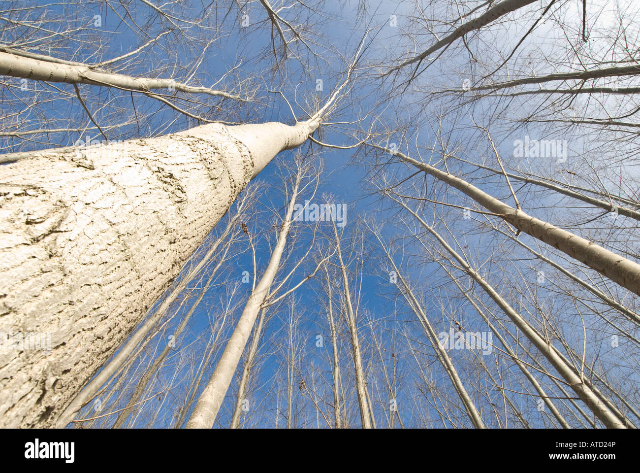 Trees in winter await the coming of spring to grow a new batch of ...