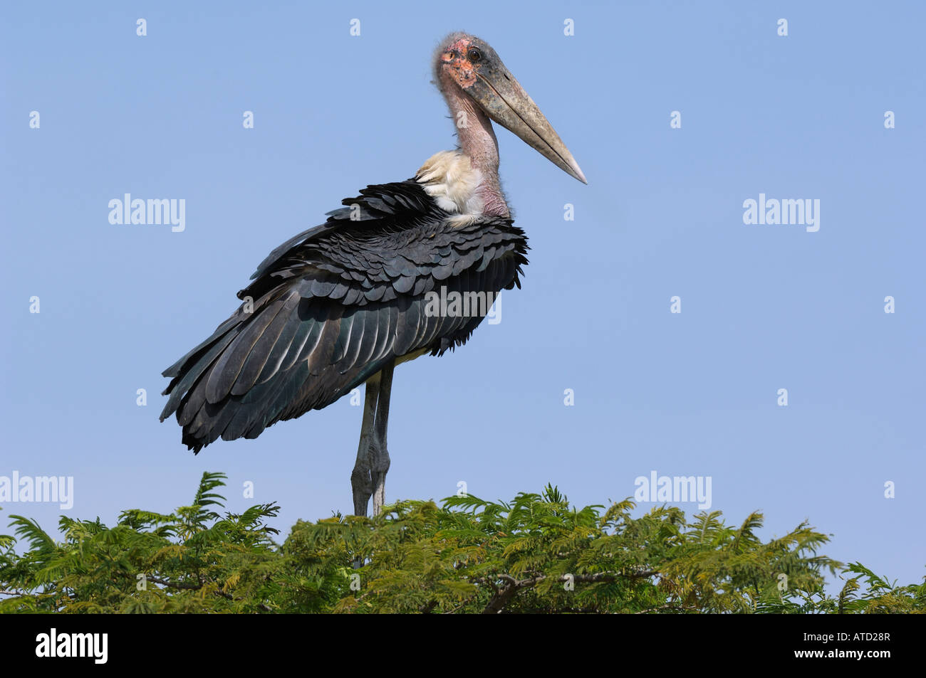 Marabou stork on a tree, Serengeti, Tanzania Stock Photo - Alamy