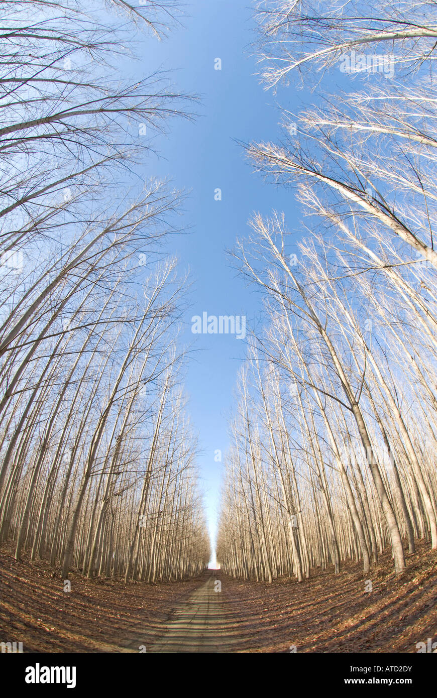 Trees in winter await the coming of spring to grow a new batch of ...