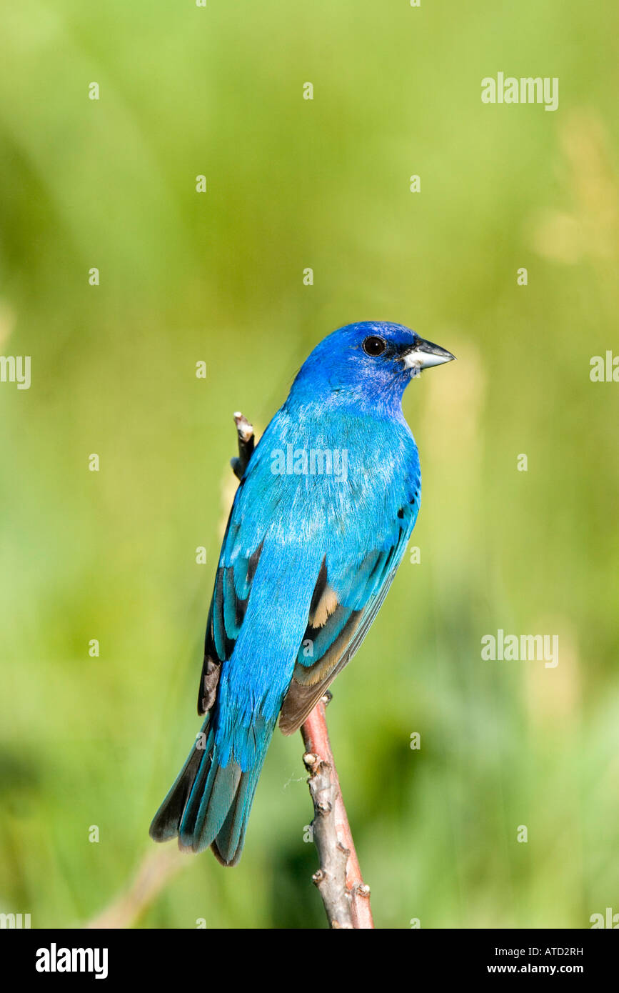 Sparrow bunting hi-res stock photography and images - Alamy