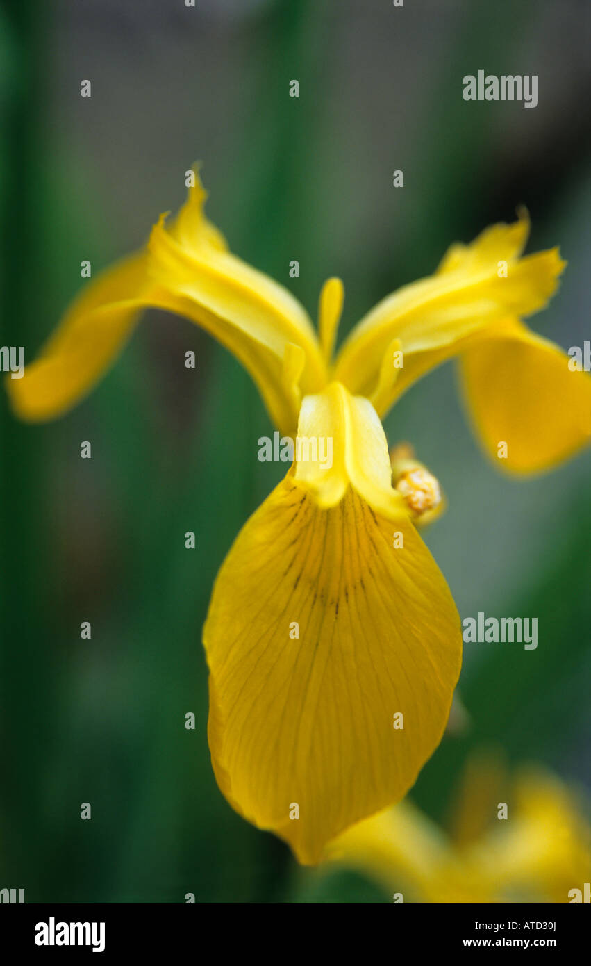 Iris sunny side up hi-res stock photography and images - Alamy