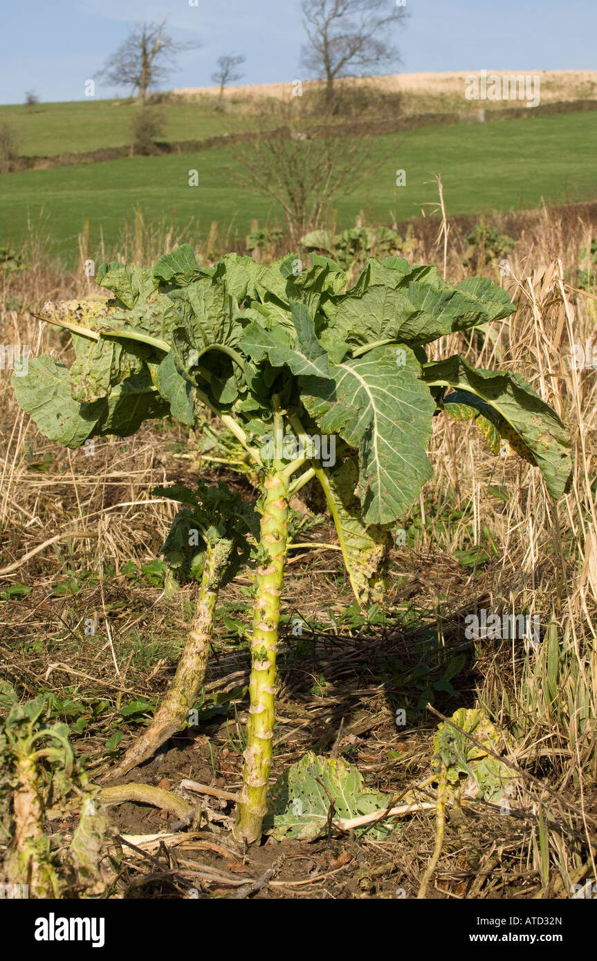 Kale being used as a Cover Crop for game birds and wildlife at the edge ...