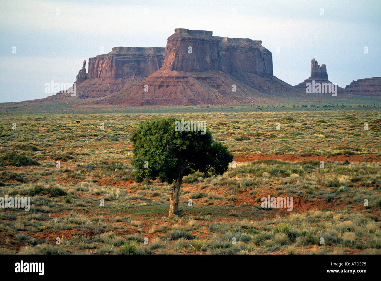 A tree stands alone in typical landscape of the Navajo Reservation in ...
