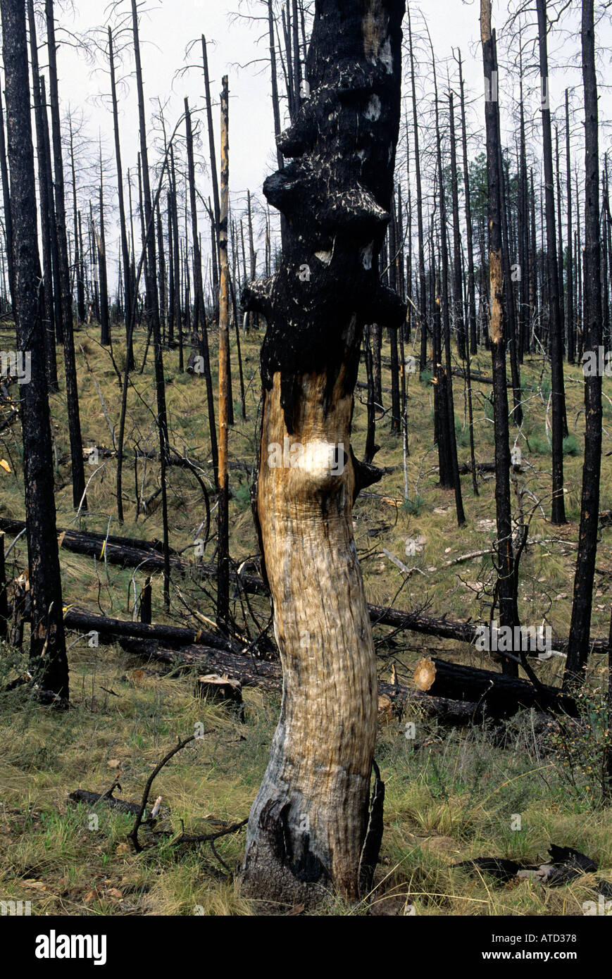 Desolate forest after fire hi-res stock photography and images - Alamy