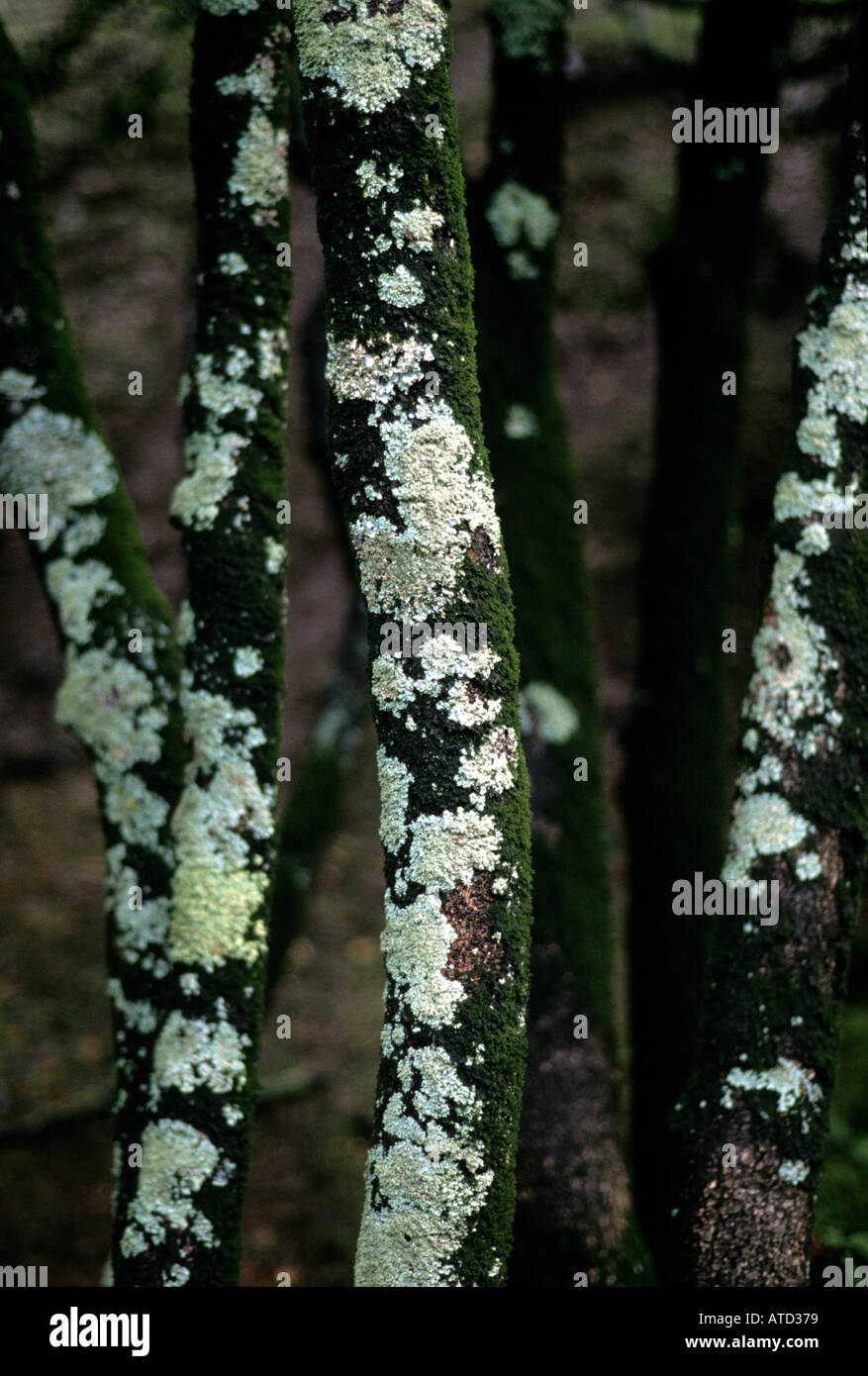 Tree moss pennsylvania hi-res stock photography and images - Alamy